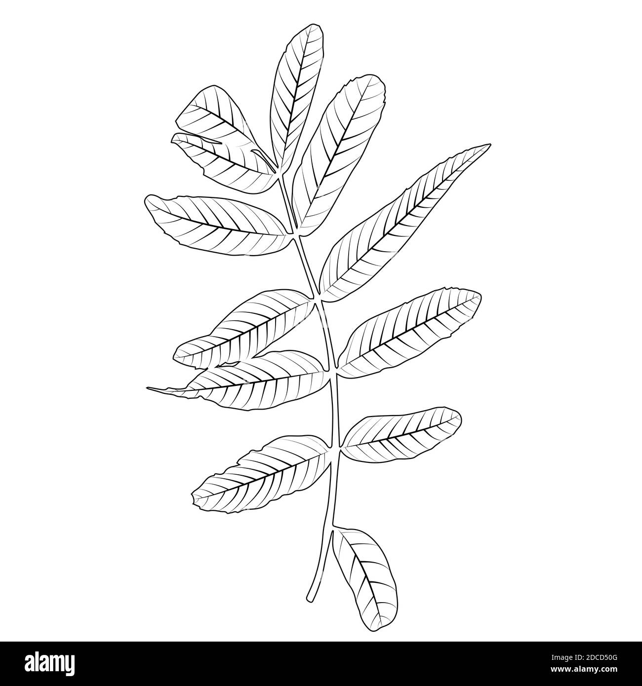 Naturalistic autumn leaves on White. Illustration Stock Photo - Alamy