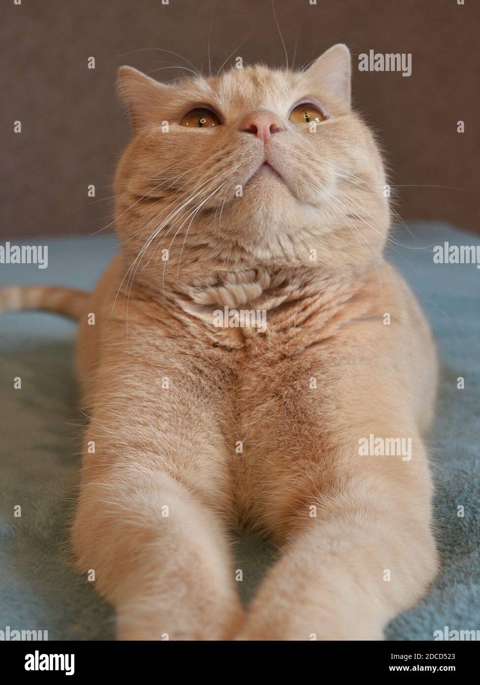 Adult domestic cute cat hi-res stock photography and images - Alamy