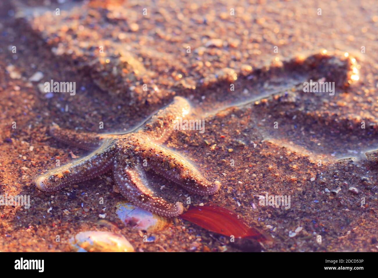 Chilling at the beach hi-res stock photography and images - Alamy