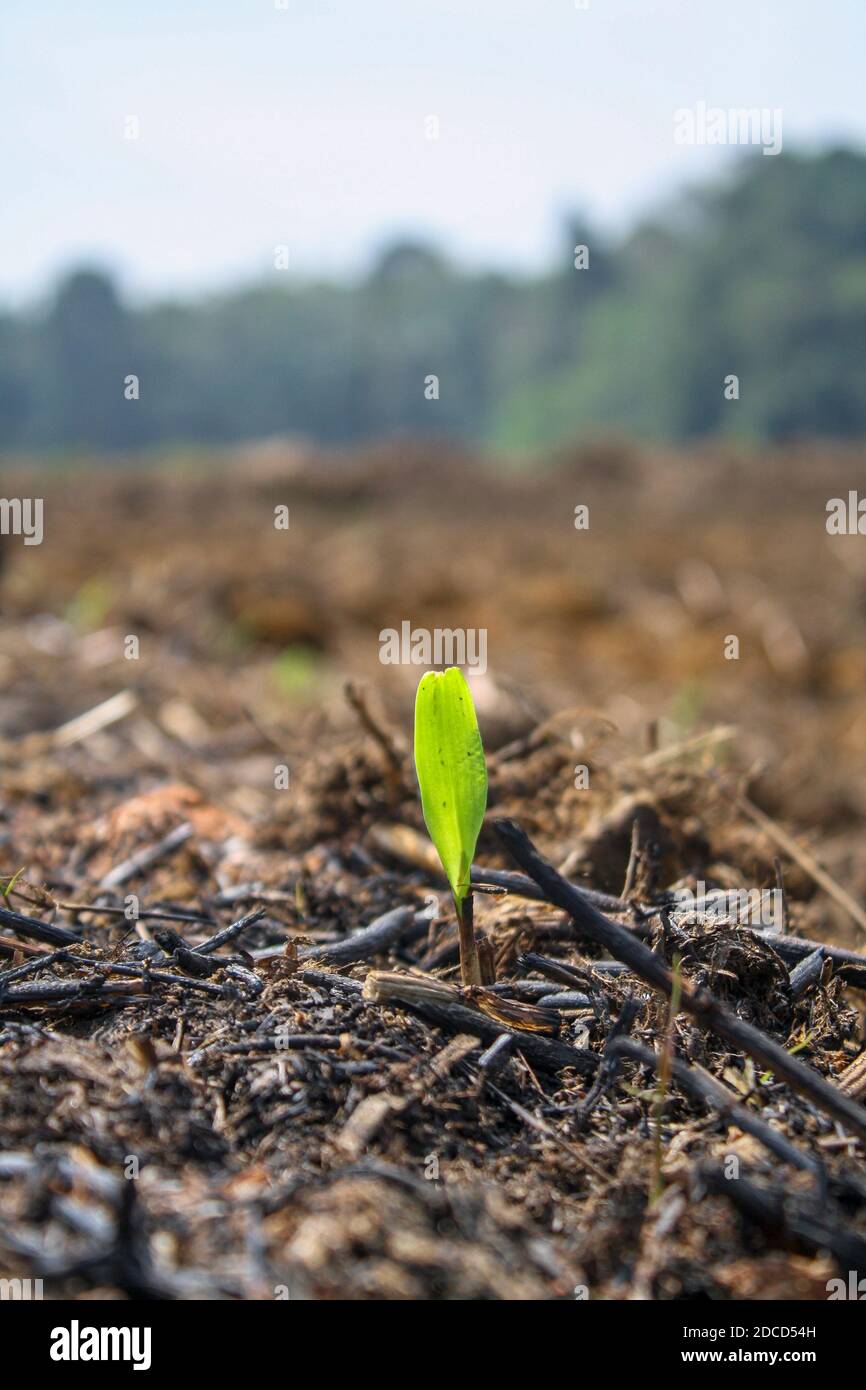The New Sprout Stock Photo - Alamy