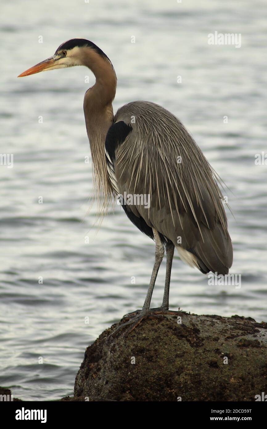 Great blue heron spotted along the Sea Wall in Vancouver Stock Photo ...
