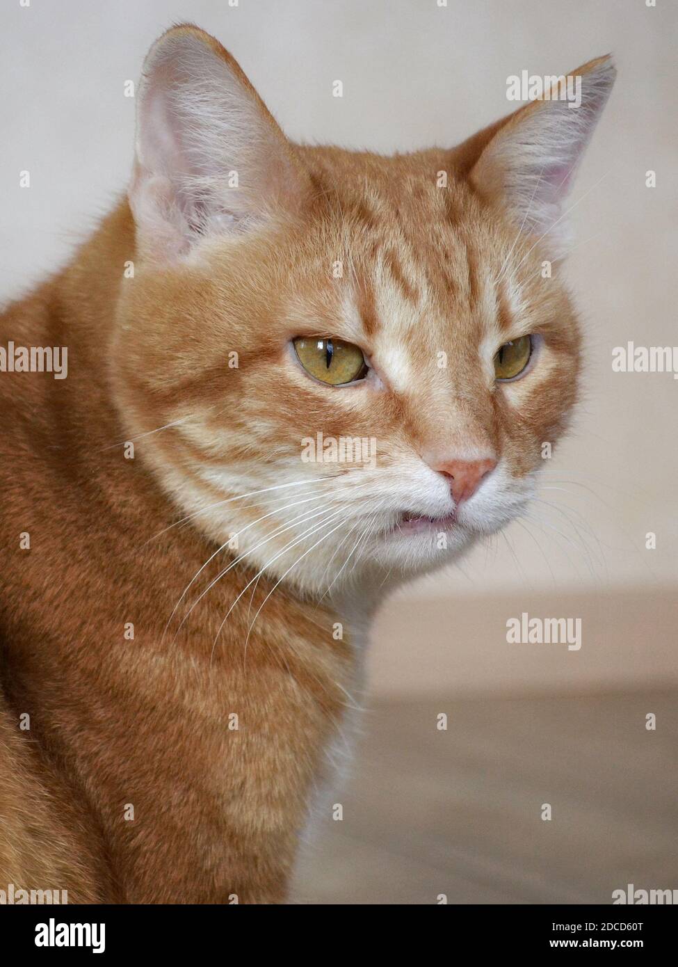 Closeup portrait of a charismatic serious cat. Vertical format Stock Photo - Alamy