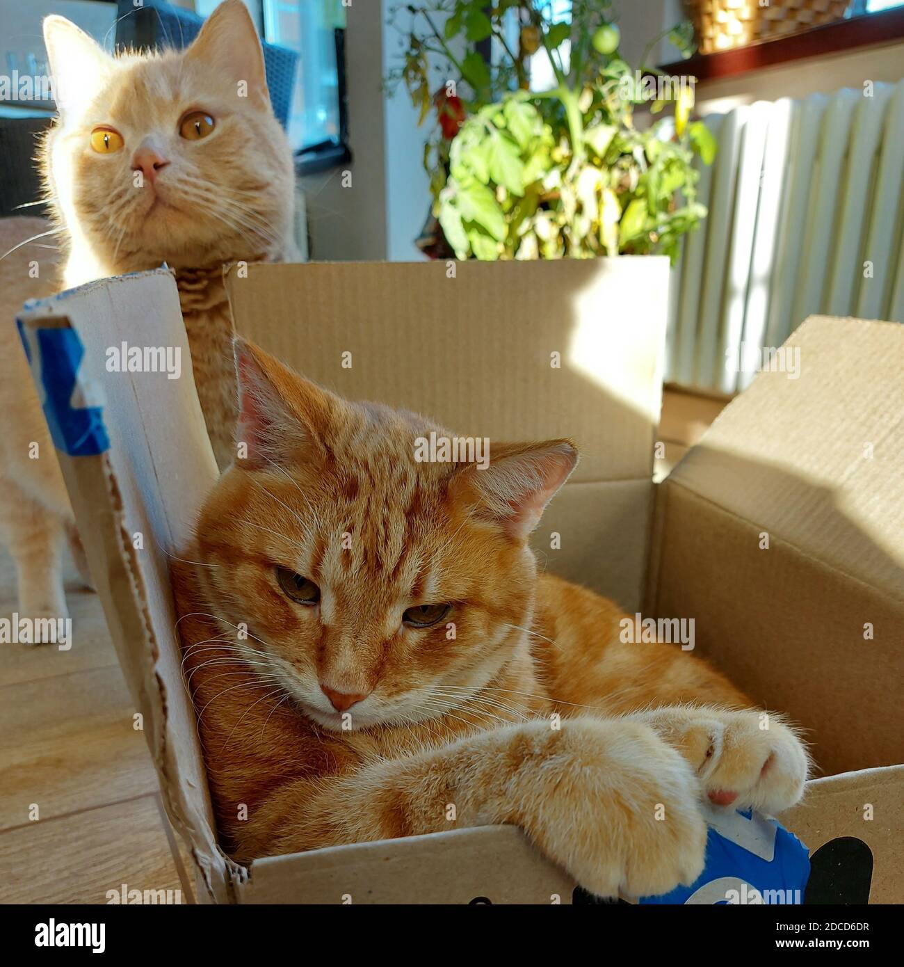 Face in a box hi-res stock photography and images - Alamy