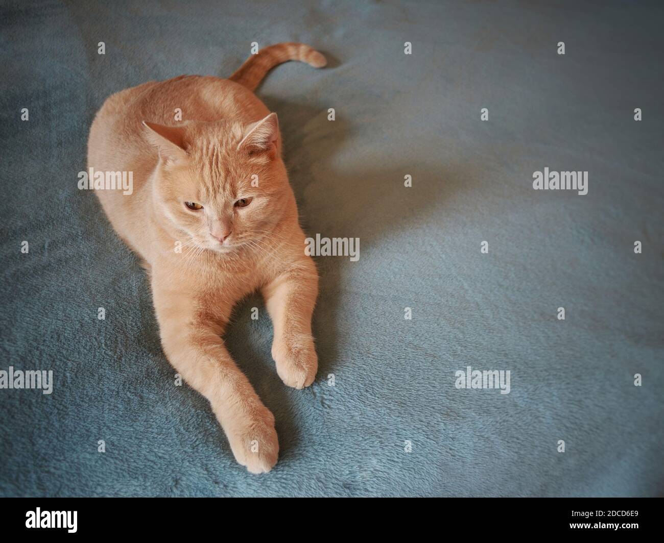 The adult domestic teddy cat of red color lies on a blue bedspread ...