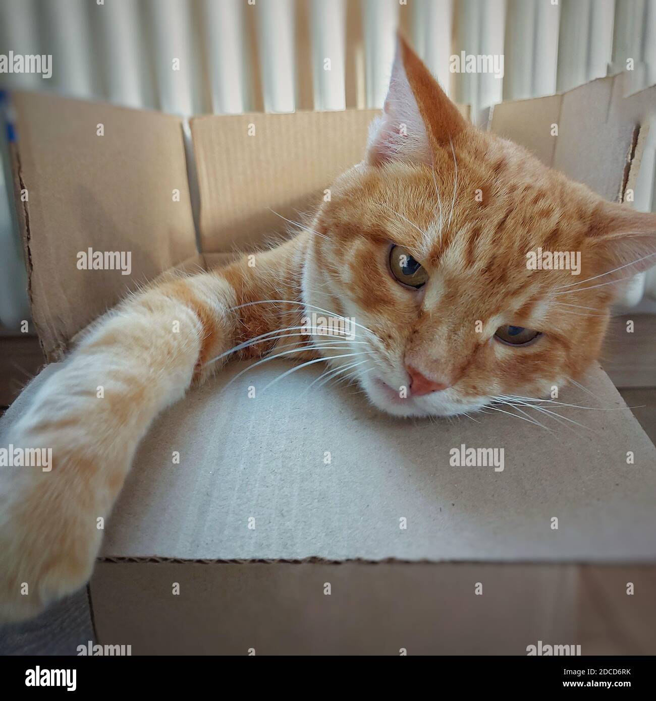 Face in a box hi-res stock photography and images - Alamy