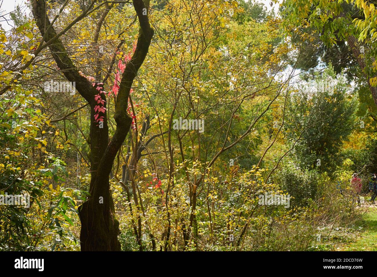 Forest in fall station with red leafs on a tree Stock Photo - Alamy