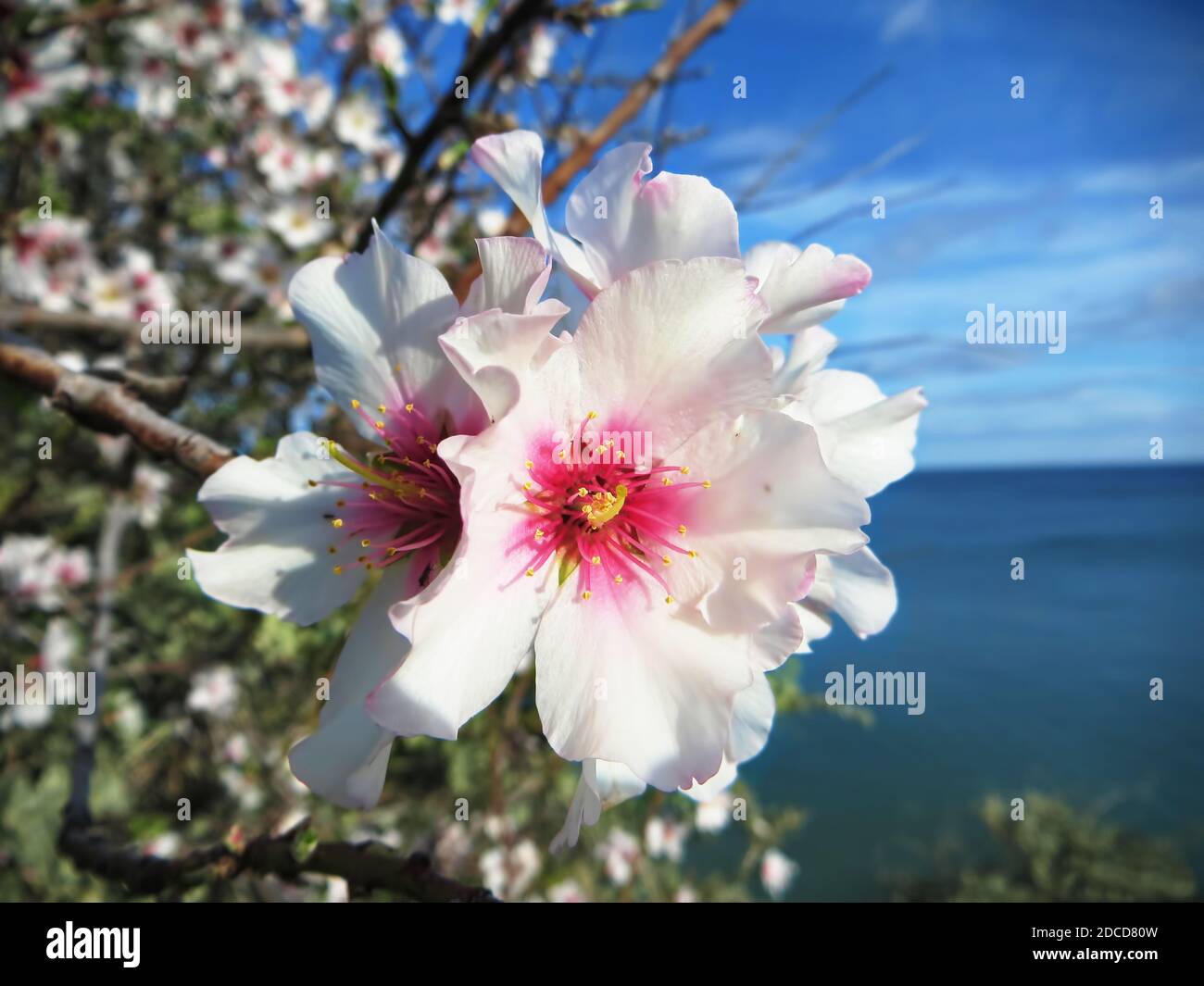 Almond branch with flowers. Many of the disclosed gentle spring Stock ...