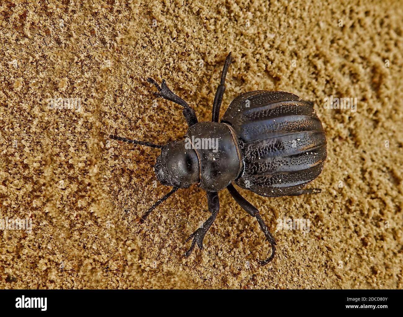 Dark insect hi-res stock photography and images - Alamy