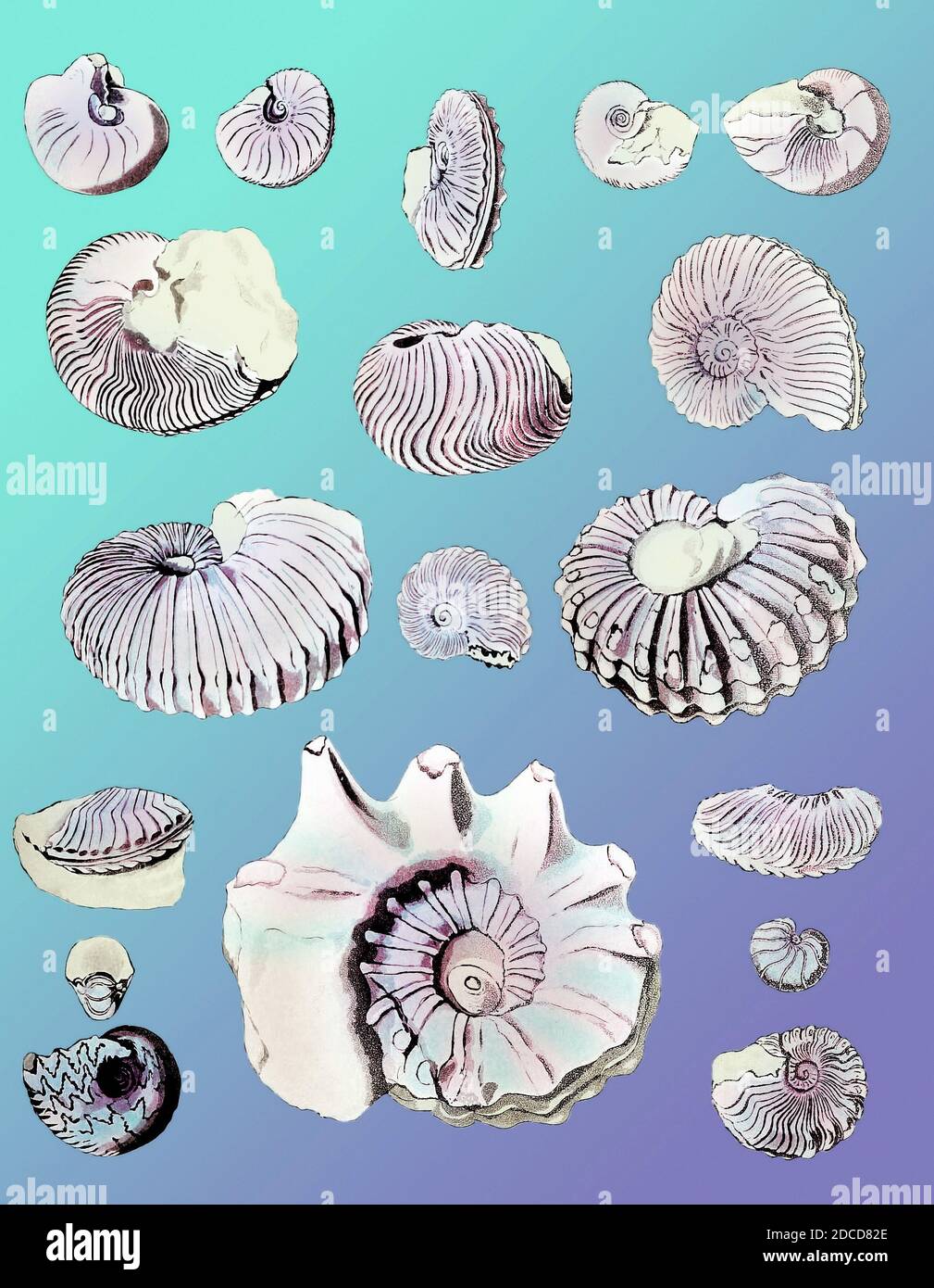 Illustration of ammonite fossils hi-res stock photography and images ...