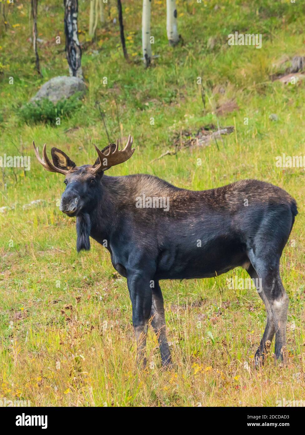 Bull moose, South Mineral Campground, San Juan National Forest near ...