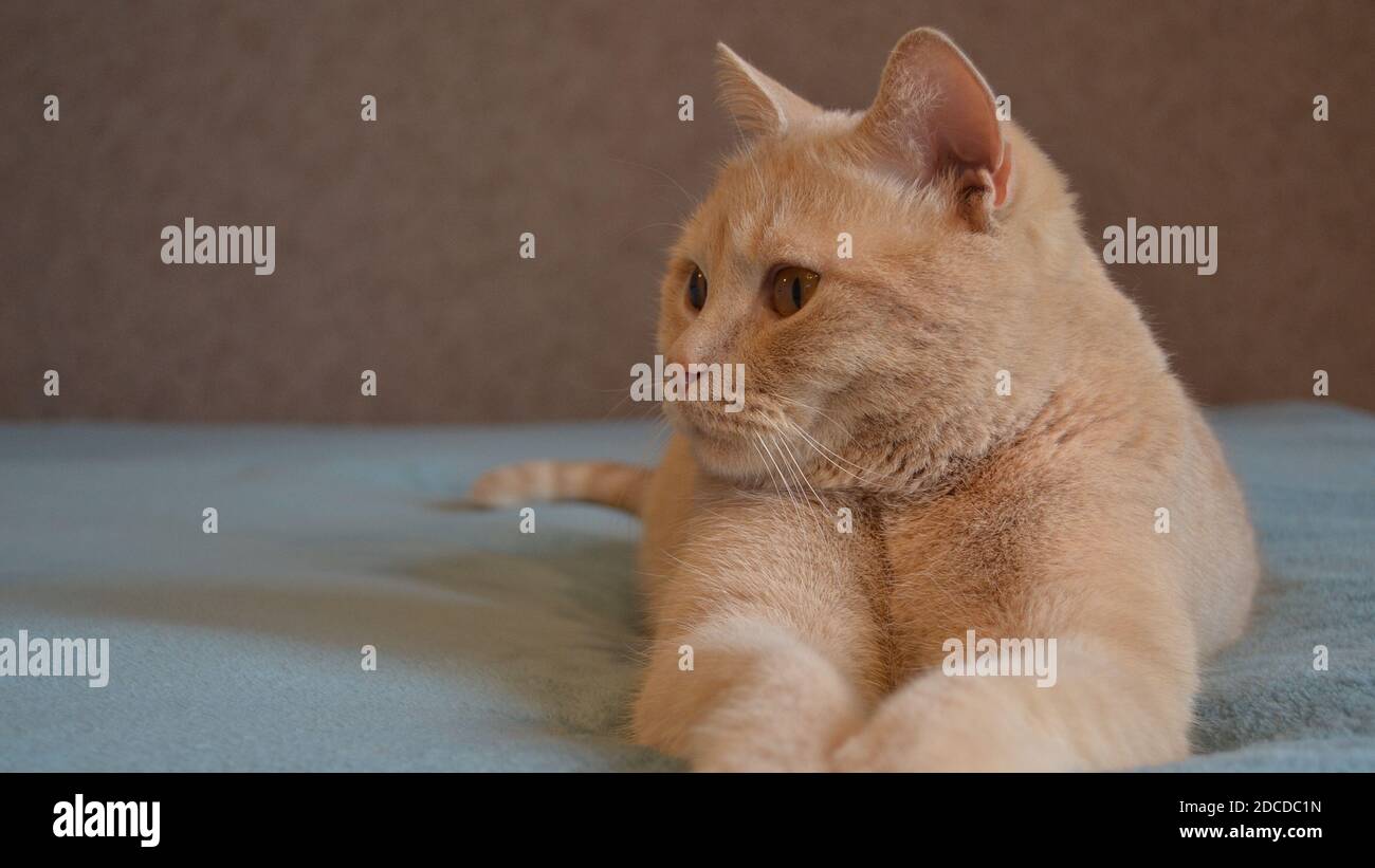 The adult domestic teddy cat of red color lies on a blue bedspread ...