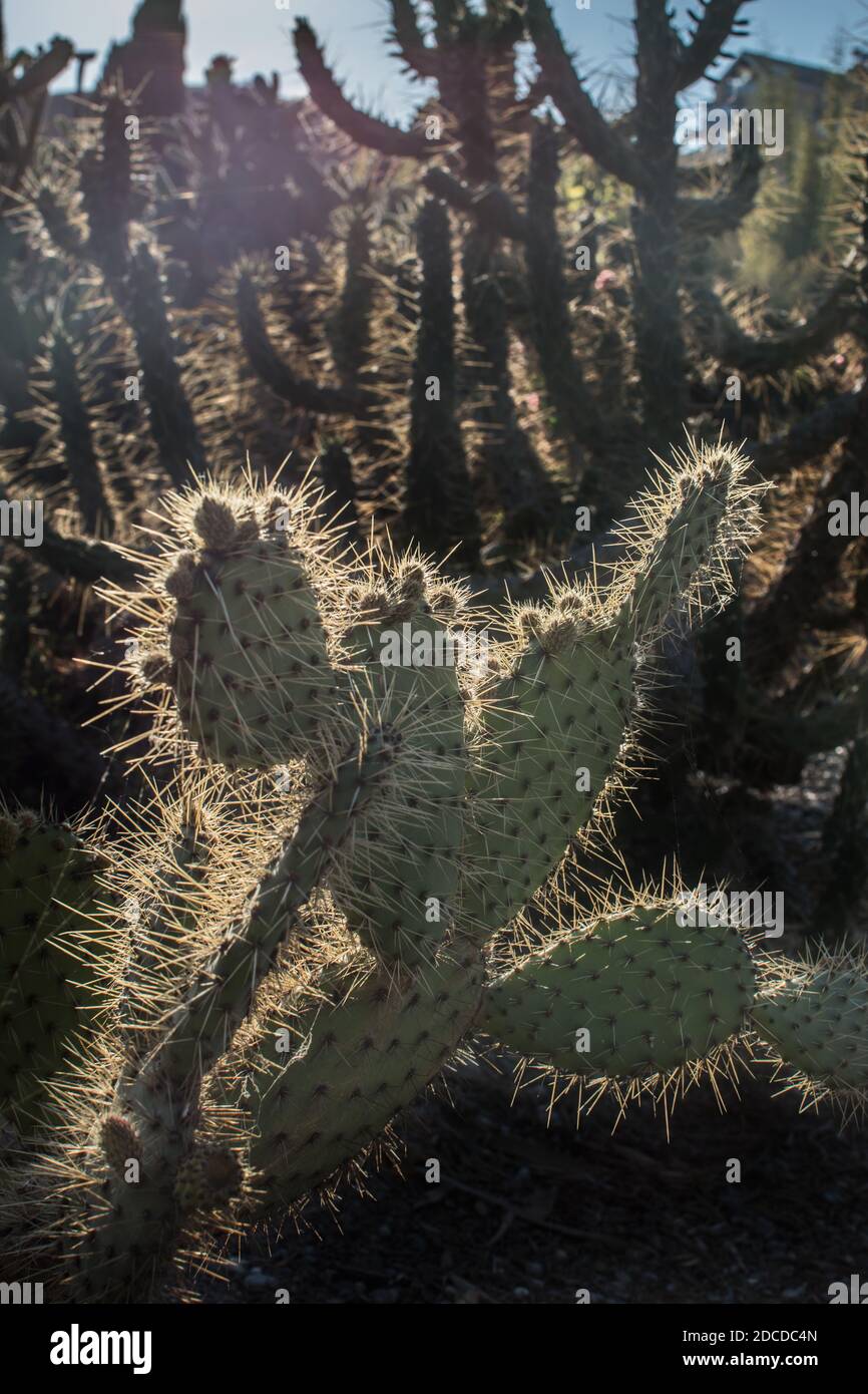 Landscape of Cactus plant in the desert. Close up thorns Stock Photo ...