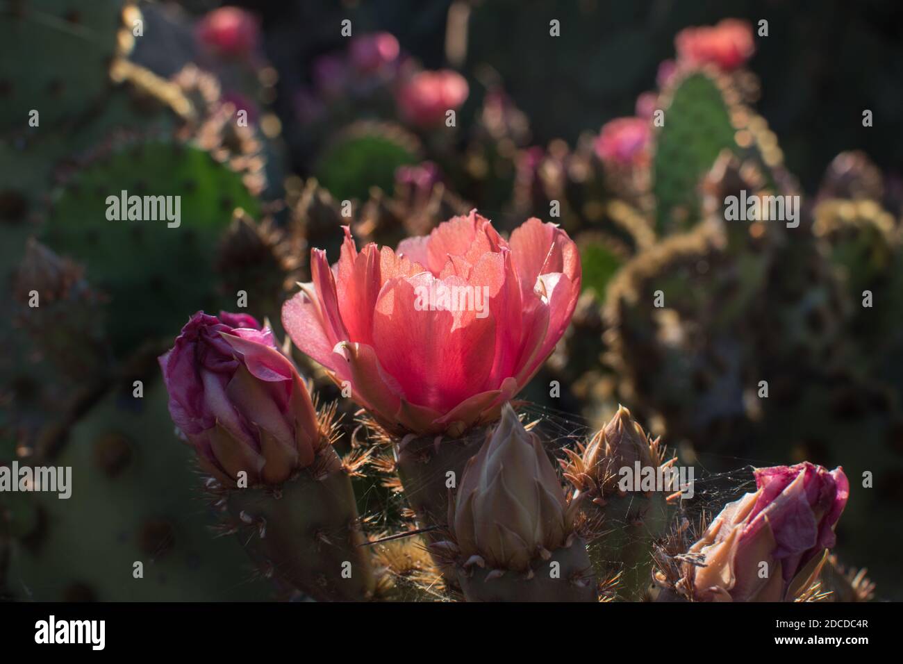 Landscape of Cactus plant in the desert. Close up thorns. Flower on ...