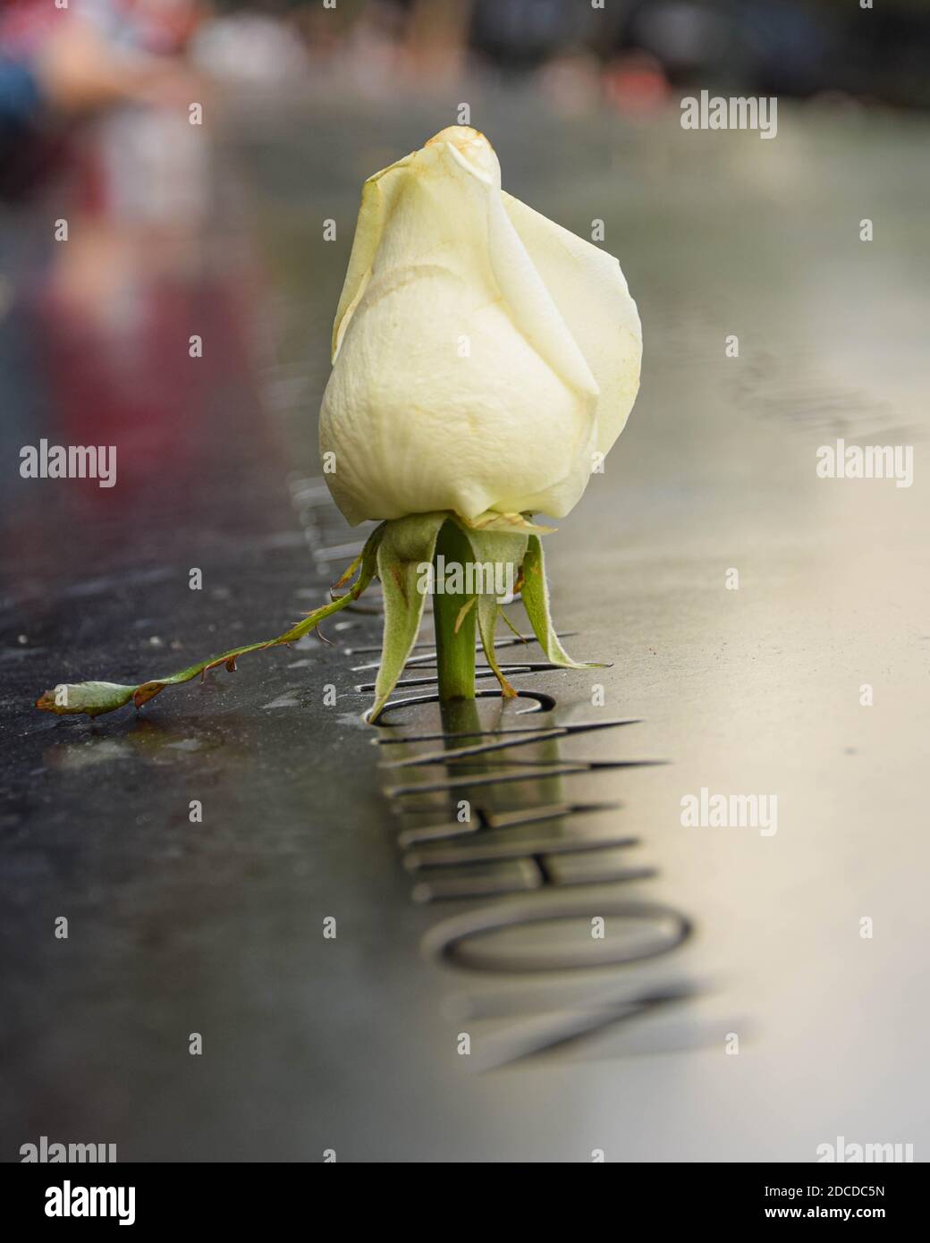 White Rose at Ground Zero Stock Photo - Alamy