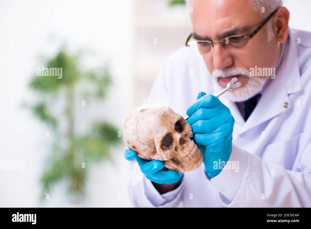 Old male anthropologist working in the lab Stock Photo - Alamy