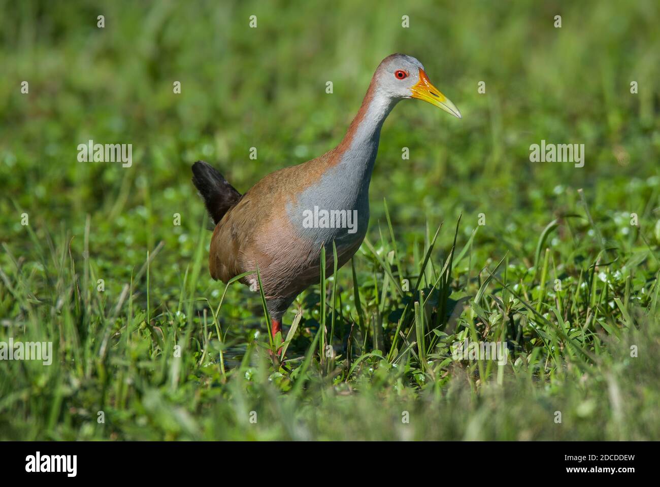 Giant Wood-Rail (aramides ypecaha) Iberà Marshes, Corrientes Province ...