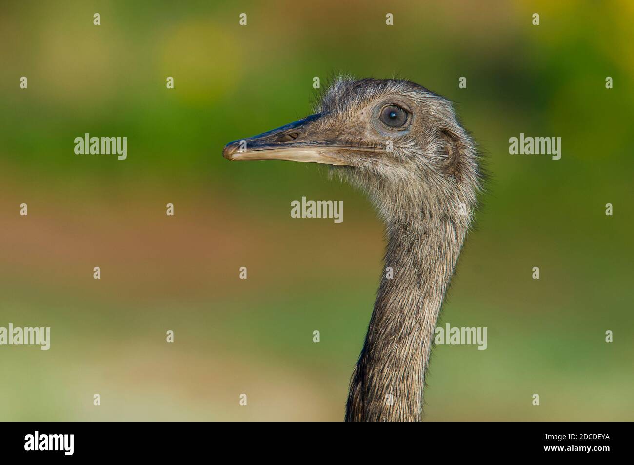Greater Rhea, (Rhea Americana) in Pampas plain environment, La Pampa ...