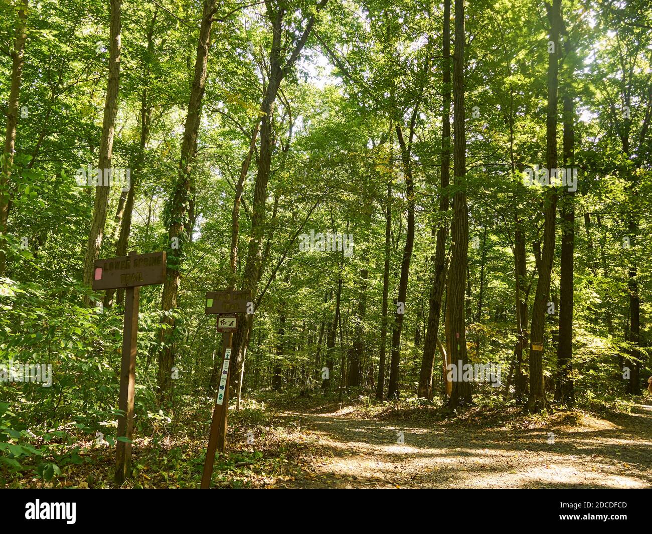 Boyd big tree hi-res stock photography and images - Alamy