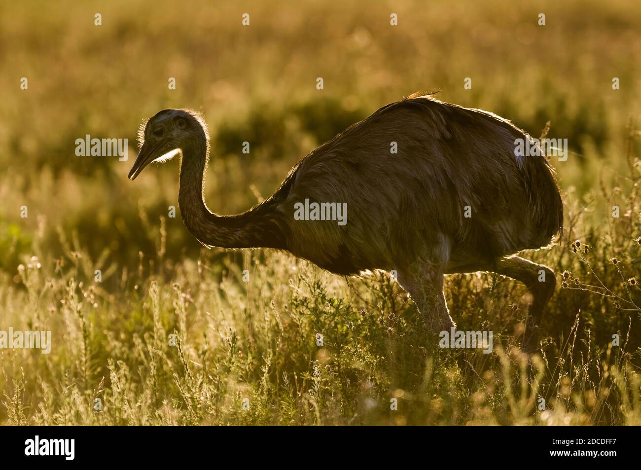 Greater Rhea, (Rhea Americana) in Pampas plain environment, La Pampa ...