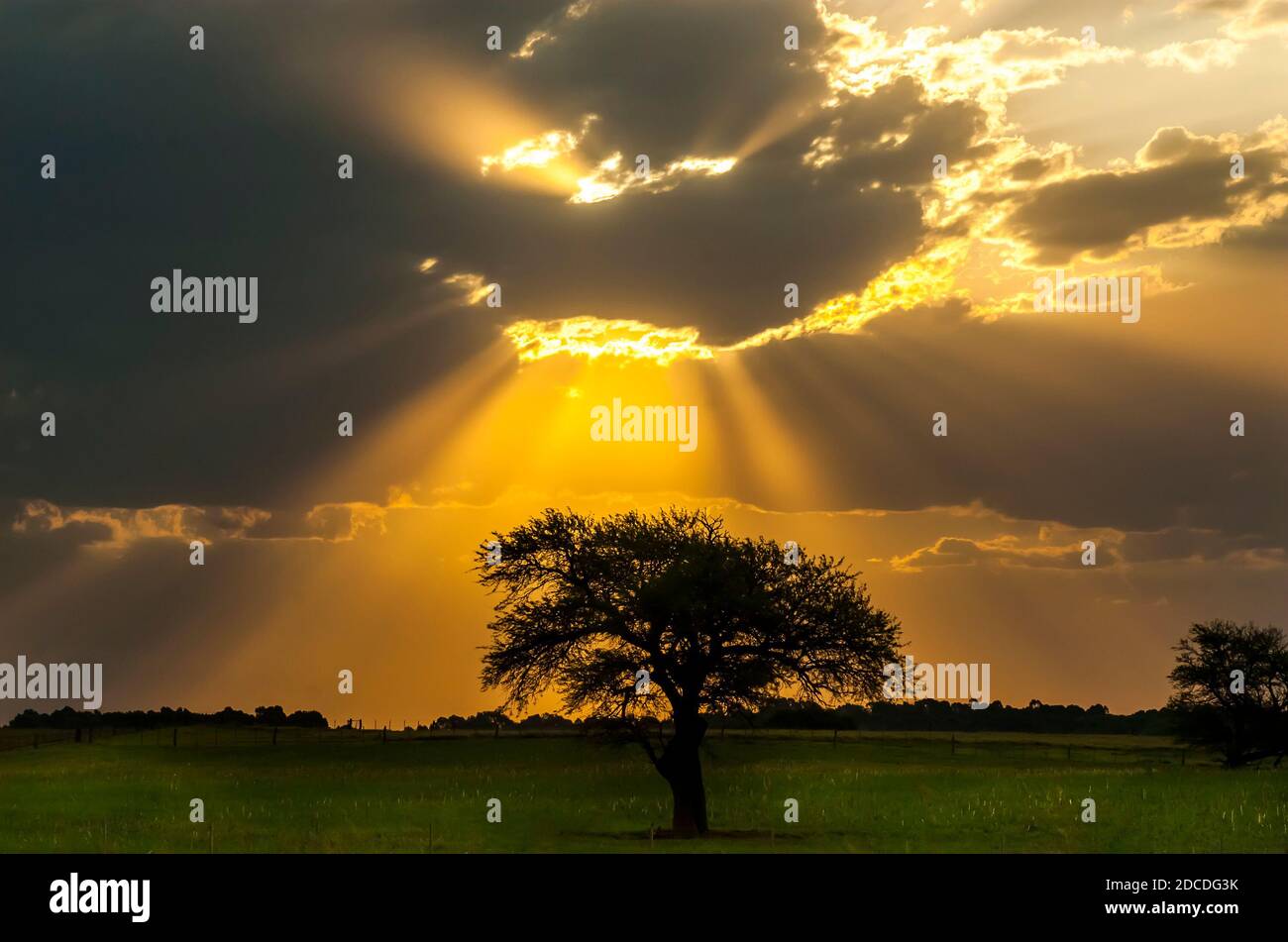Calden tree, Prosopis Caldenia, in Pampas environment, La Pampa ...