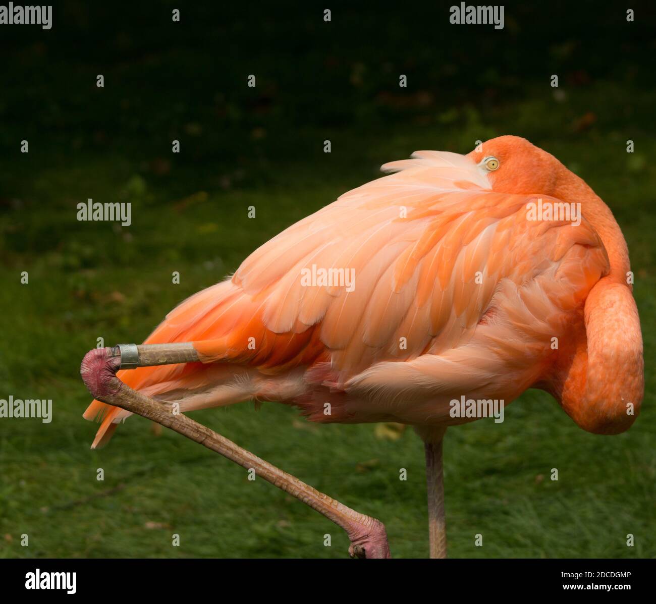 Pink flamingo standing on one leg with head tucked in feathers on his ...