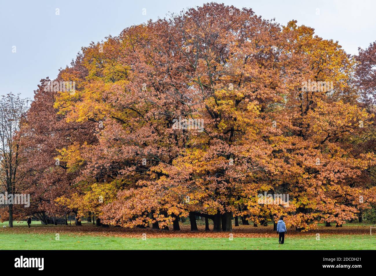 Large oak tree in Pole Mokotowskie - Mokotow Field park in Warsaw city ...