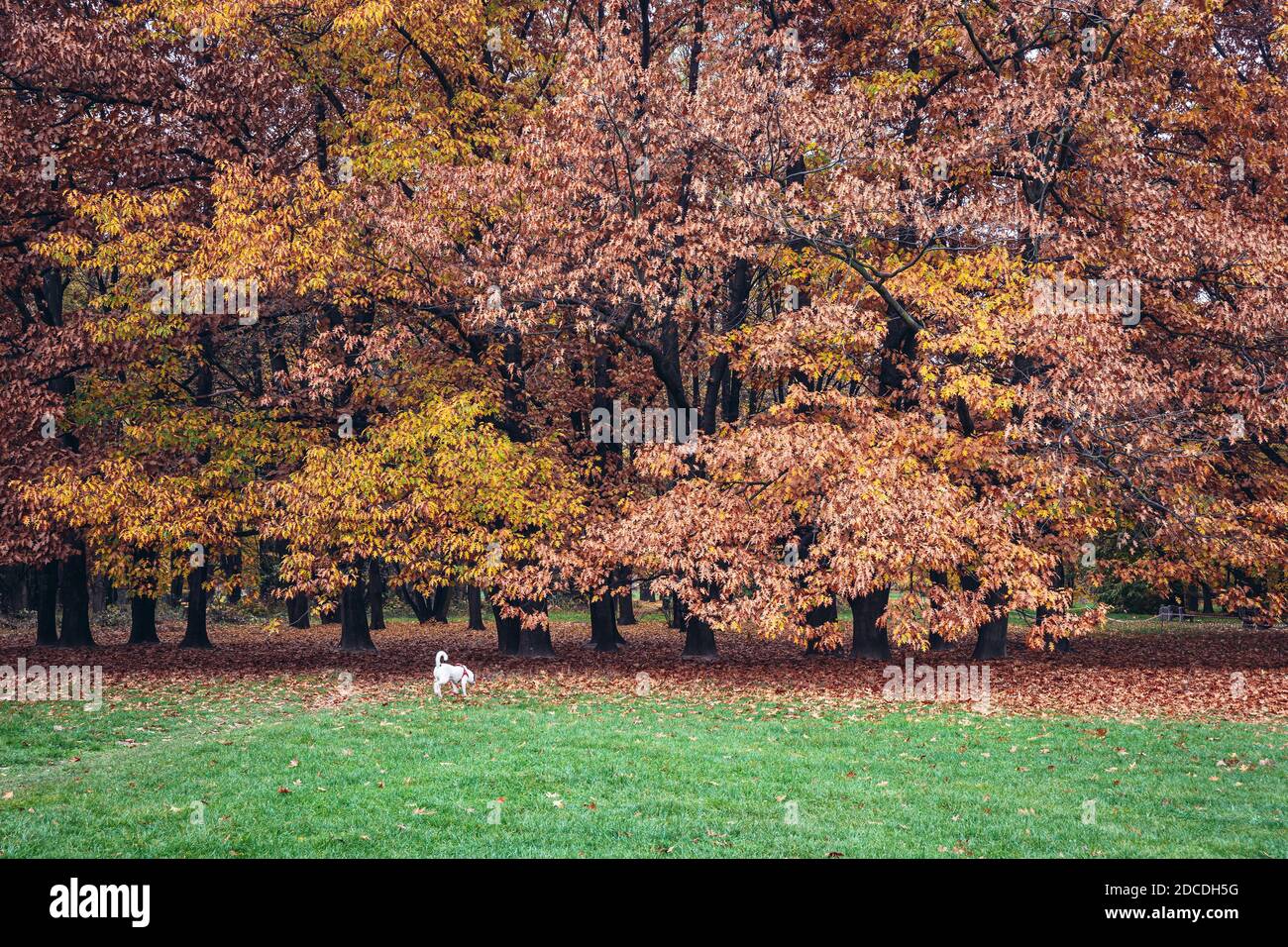 Large oak tree in Pole Mokotowskie - Mokotow Field park in Warsaw city ...