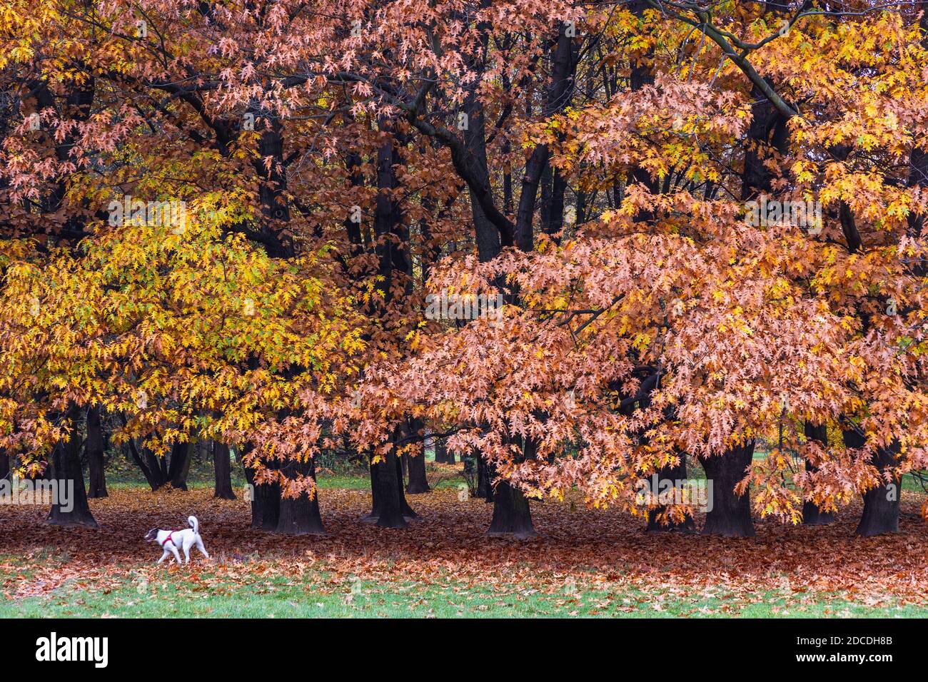Large oak tree in Pole Mokotowskie - Mokotow Field park in Warsaw city ...