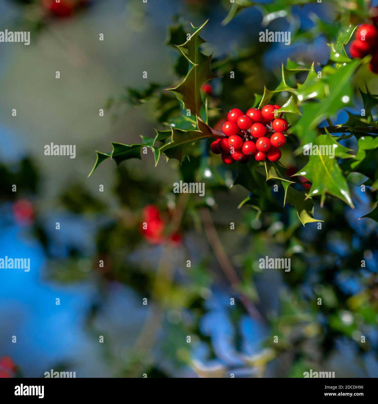 red Christmas holly berries shot on a sunny winters day copy space in ...