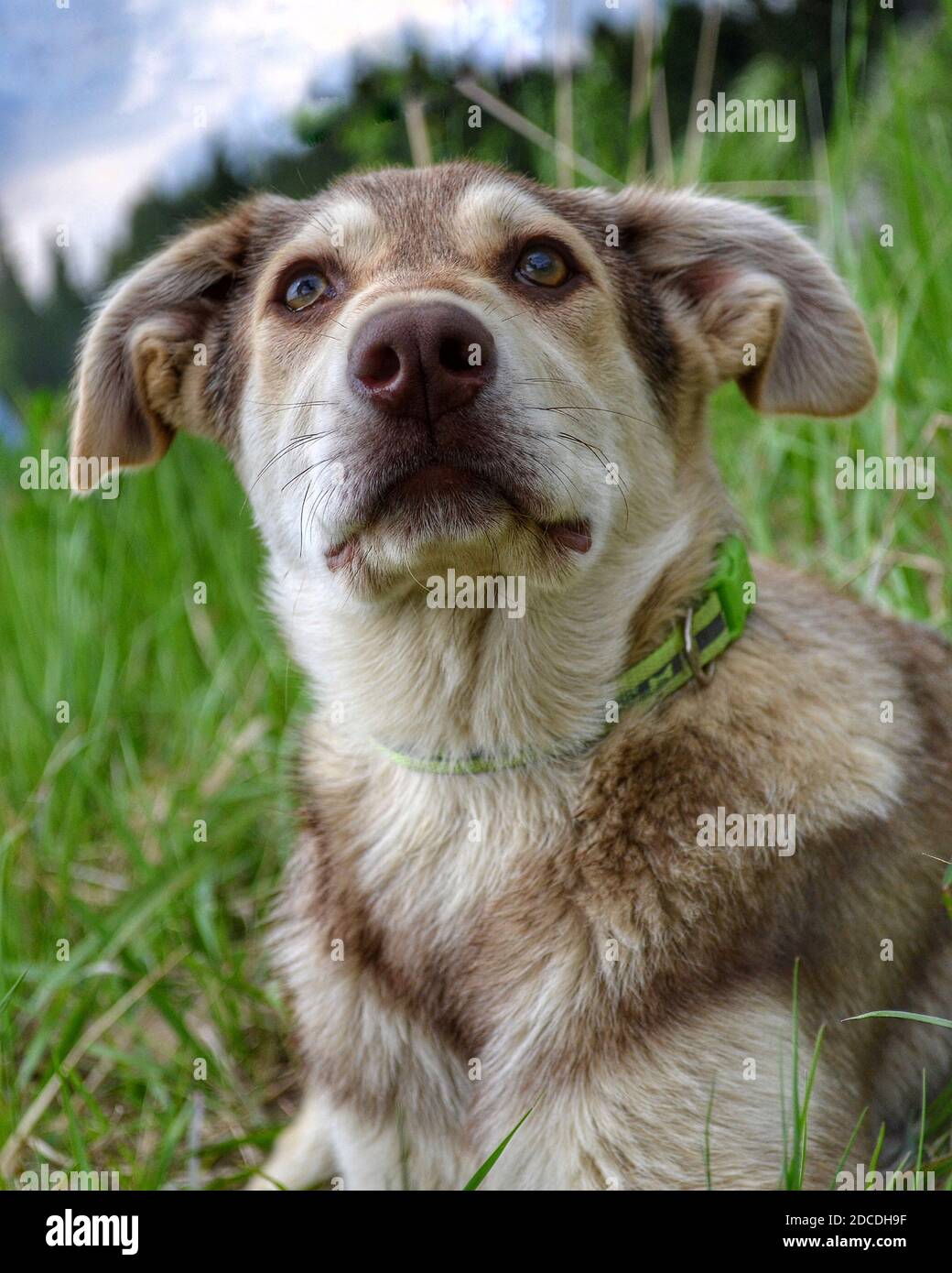 Dog vertical hi-res stock photography and images - Alamy