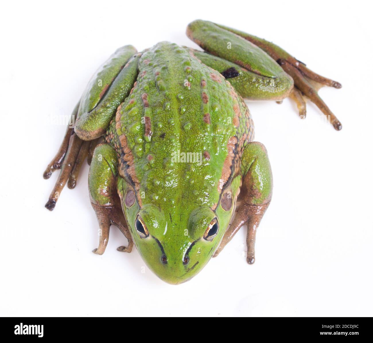 Southern Bell or Growling Grass Frog (Litoria raniformis Stock Photo ...