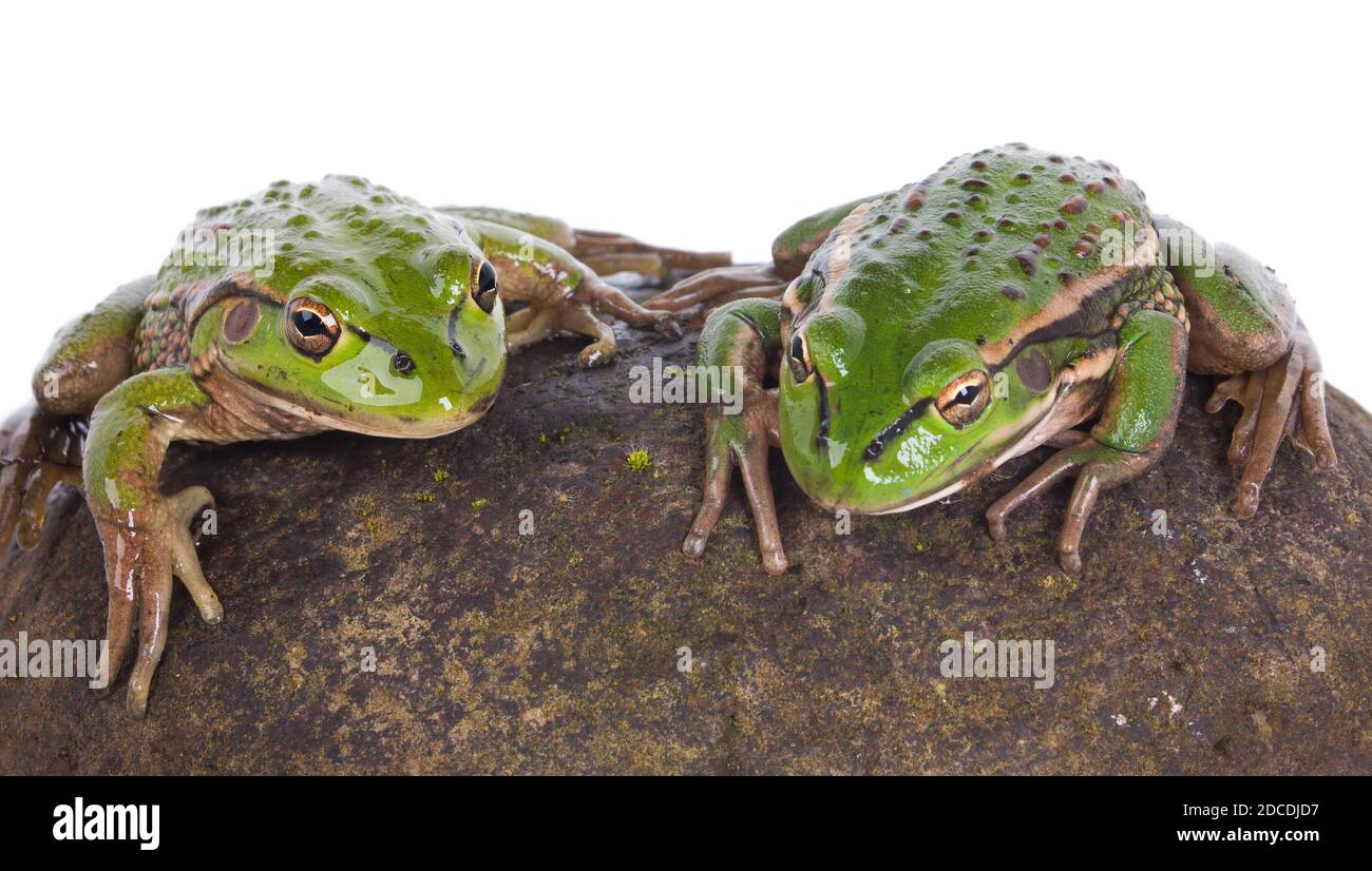 Southern Bell or Growling Grass Frogs (Litoria raniformis Stock Photo ...