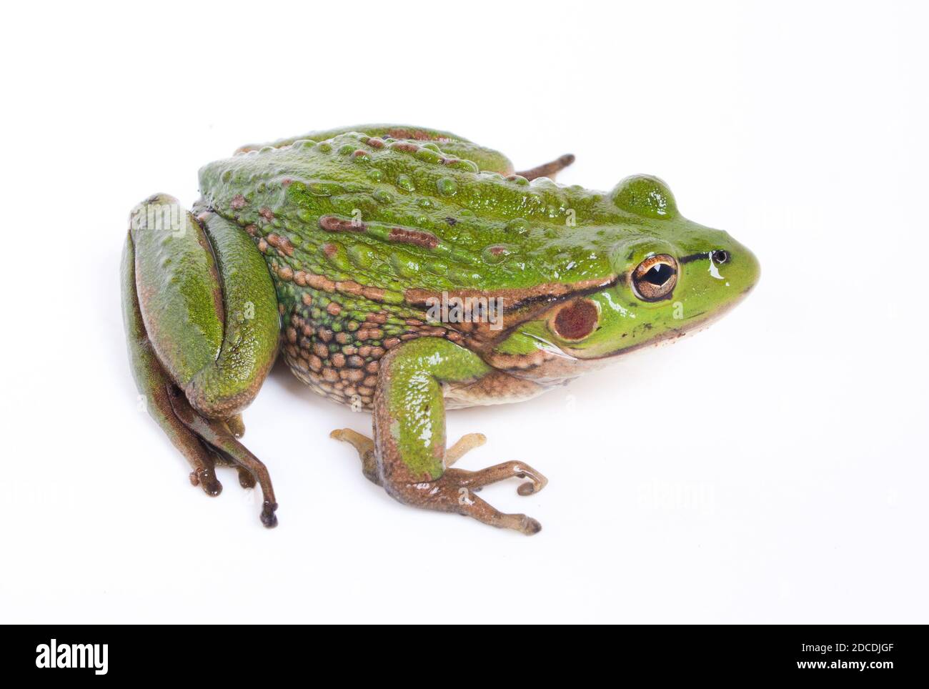 Southern Bell or Growling Grass Frog (Litoria raniformis Stock Photo ...