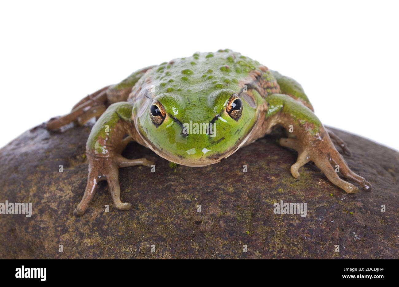 Southern Bell or Growling Grass Frog (Litoria raniformis Stock Photo ...