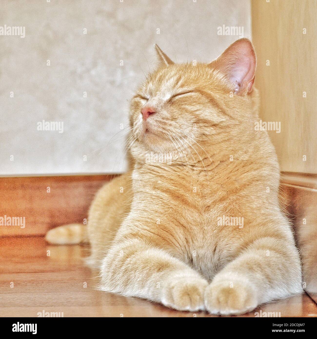 Portrait of a peach cat Stock Photo - Alamy