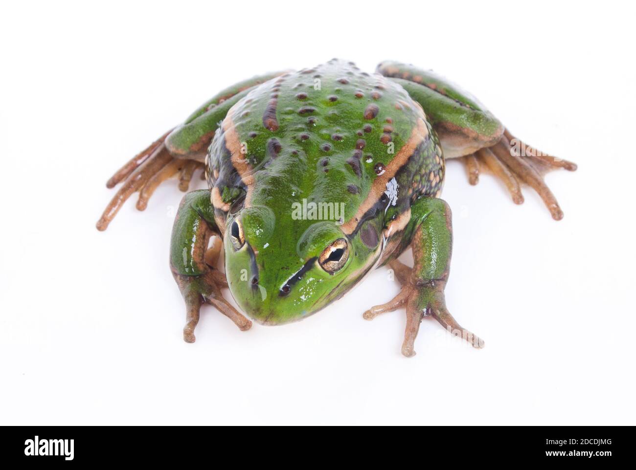 Southern Bell or Growling Grass Frog (Litoria raniformis Stock Photo ...