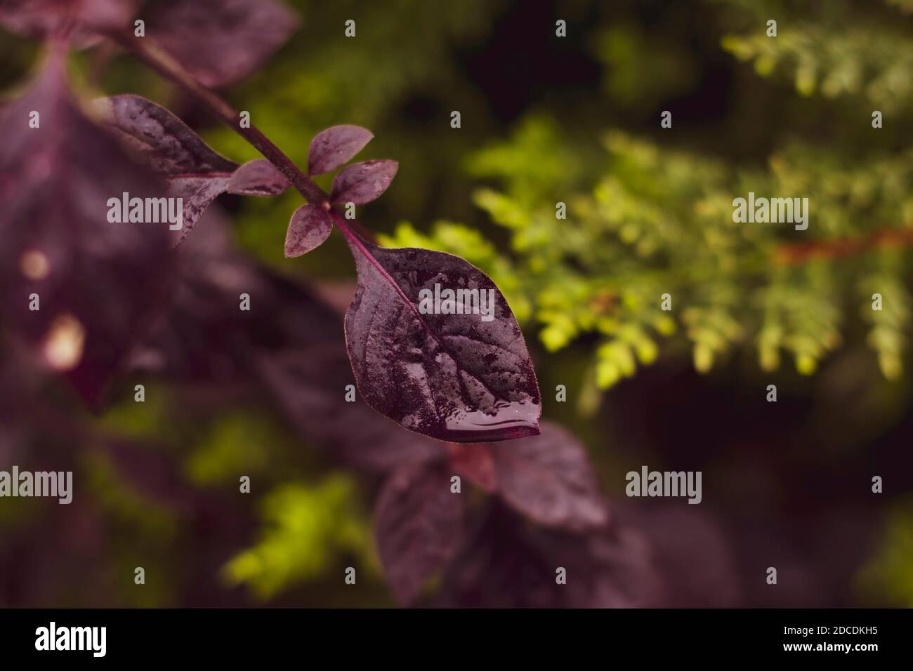 A purple flower leaf wet in the rain in Turkey Stock Photo - Alamy