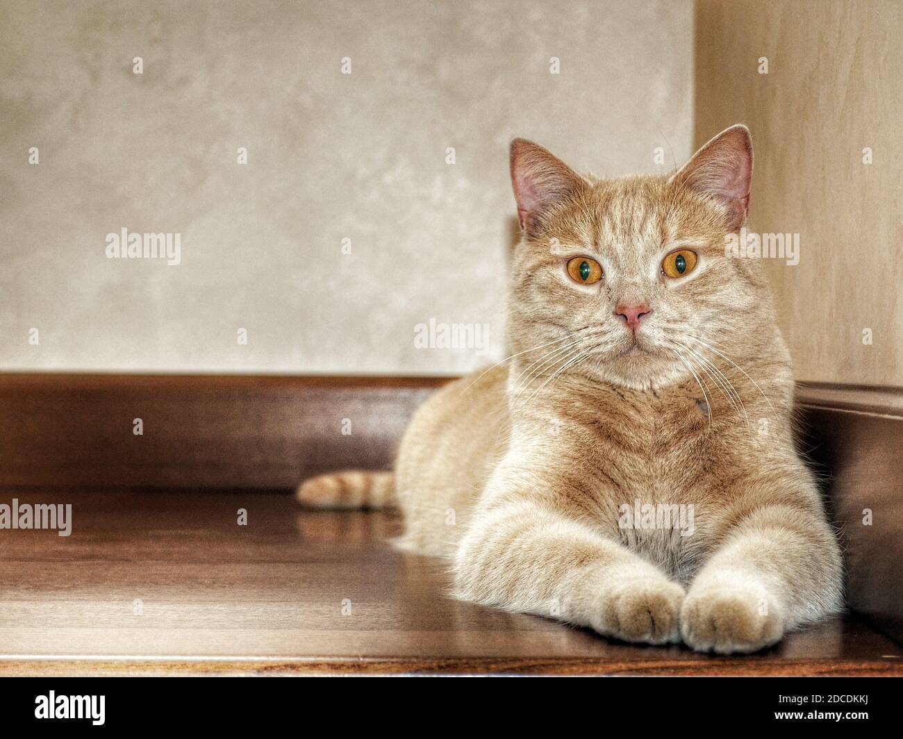 Adult cat british breed hi-res stock photography and images - Alamy