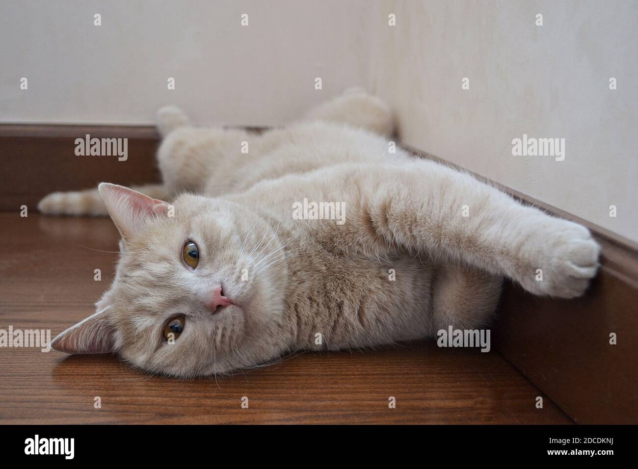 Amber peach hi-res stock photography and images - Alamy