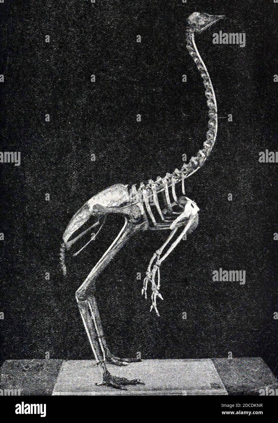 King Island Emu skeleton Stock Photo - Alamy