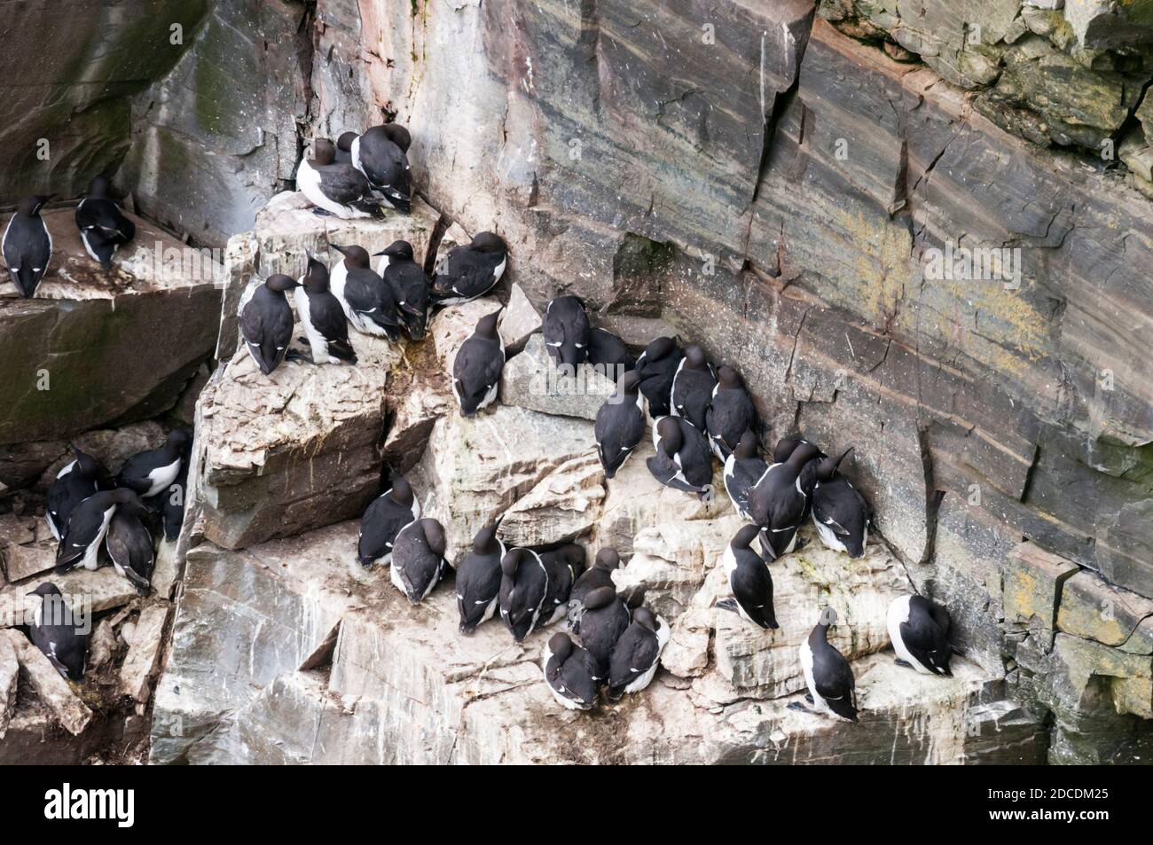 Common murre or guillemot on the cliffs at the Cape St. Mary's ...