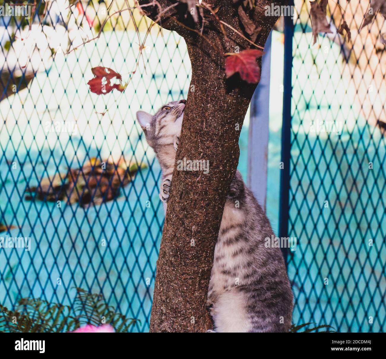 Cats in trees hi-res stock photography and images - Alamy