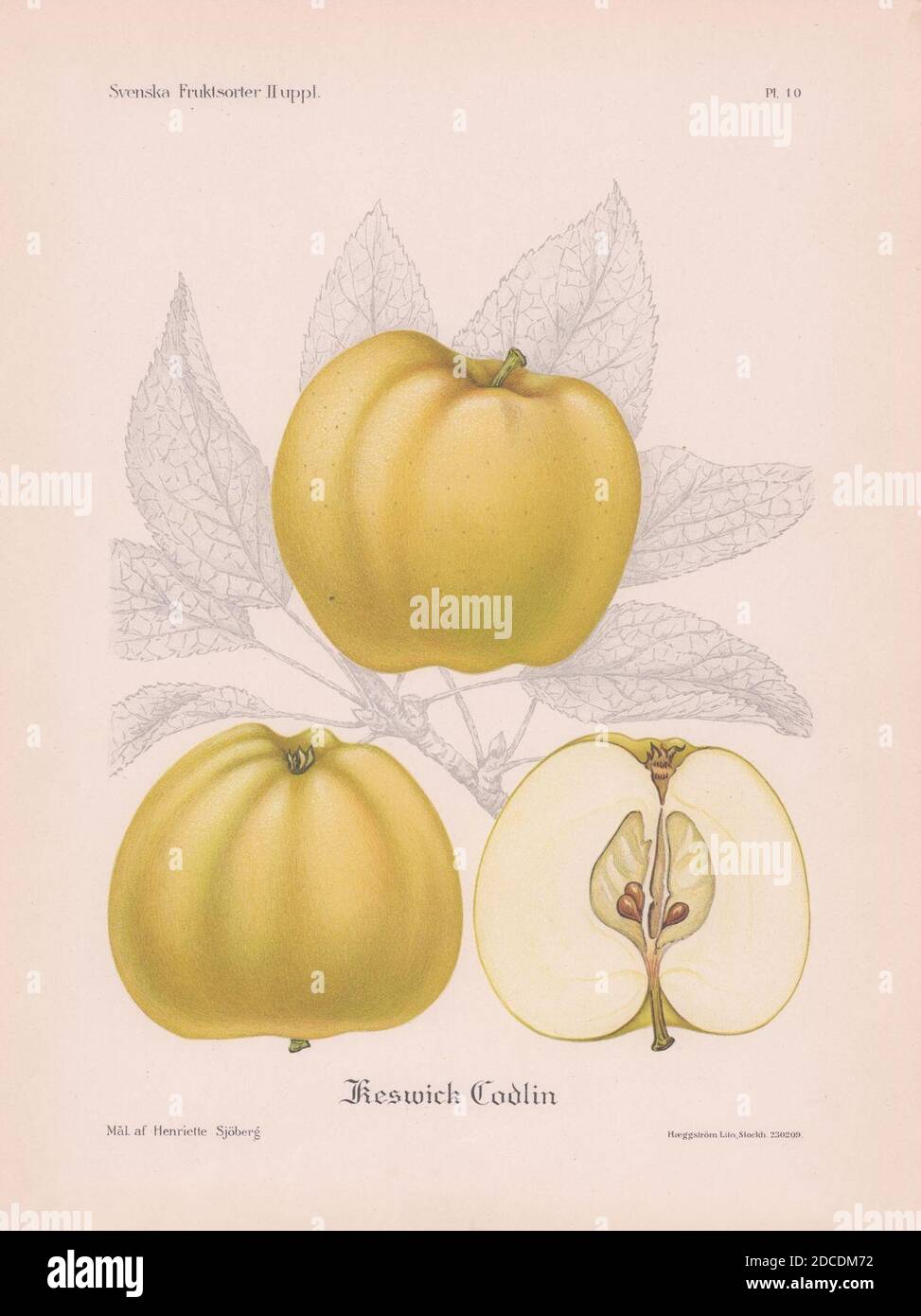 Keswick codlin hi-res stock photography and images - Alamy