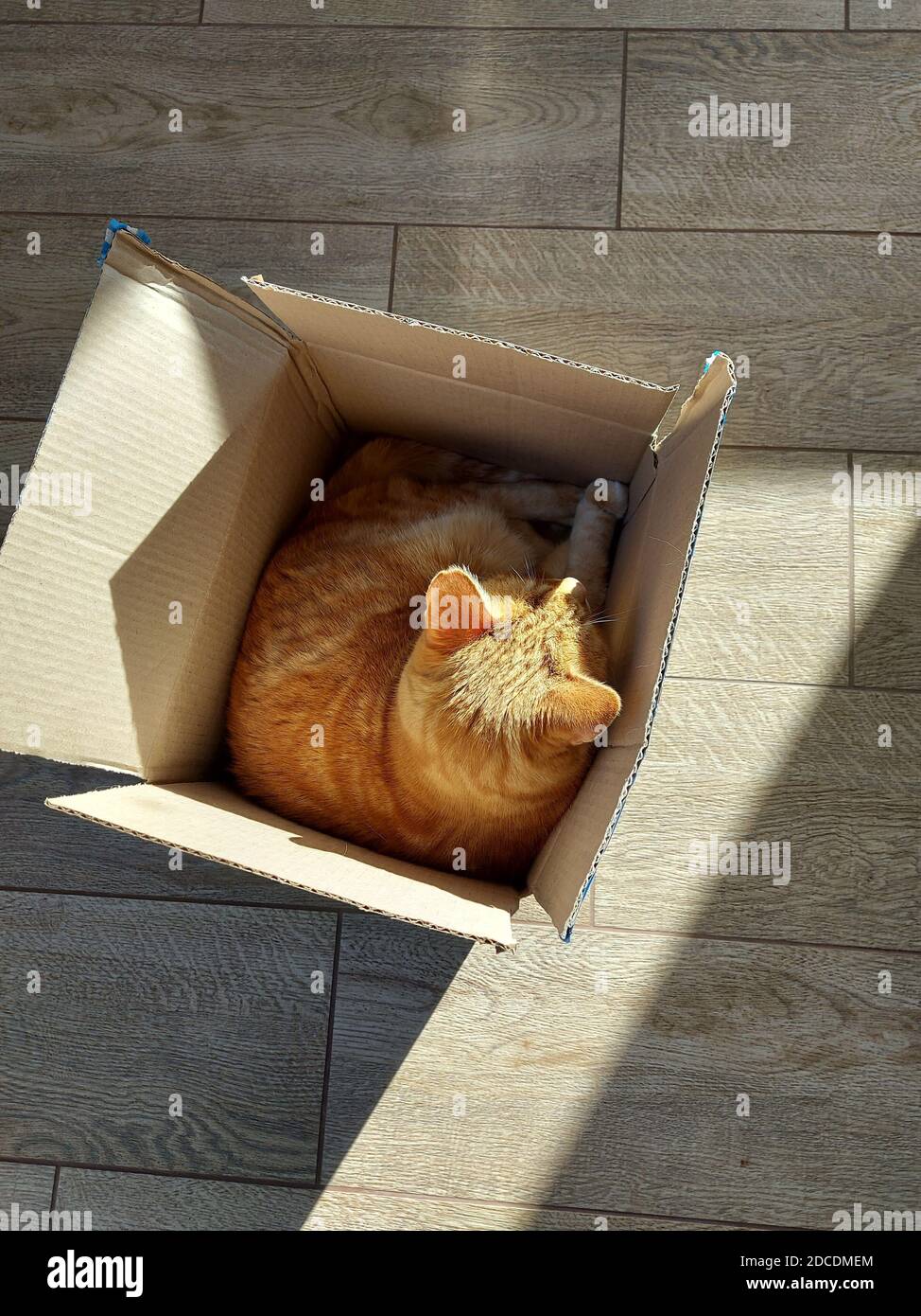 Funny cat box hi-res stock photography and images - Alamy