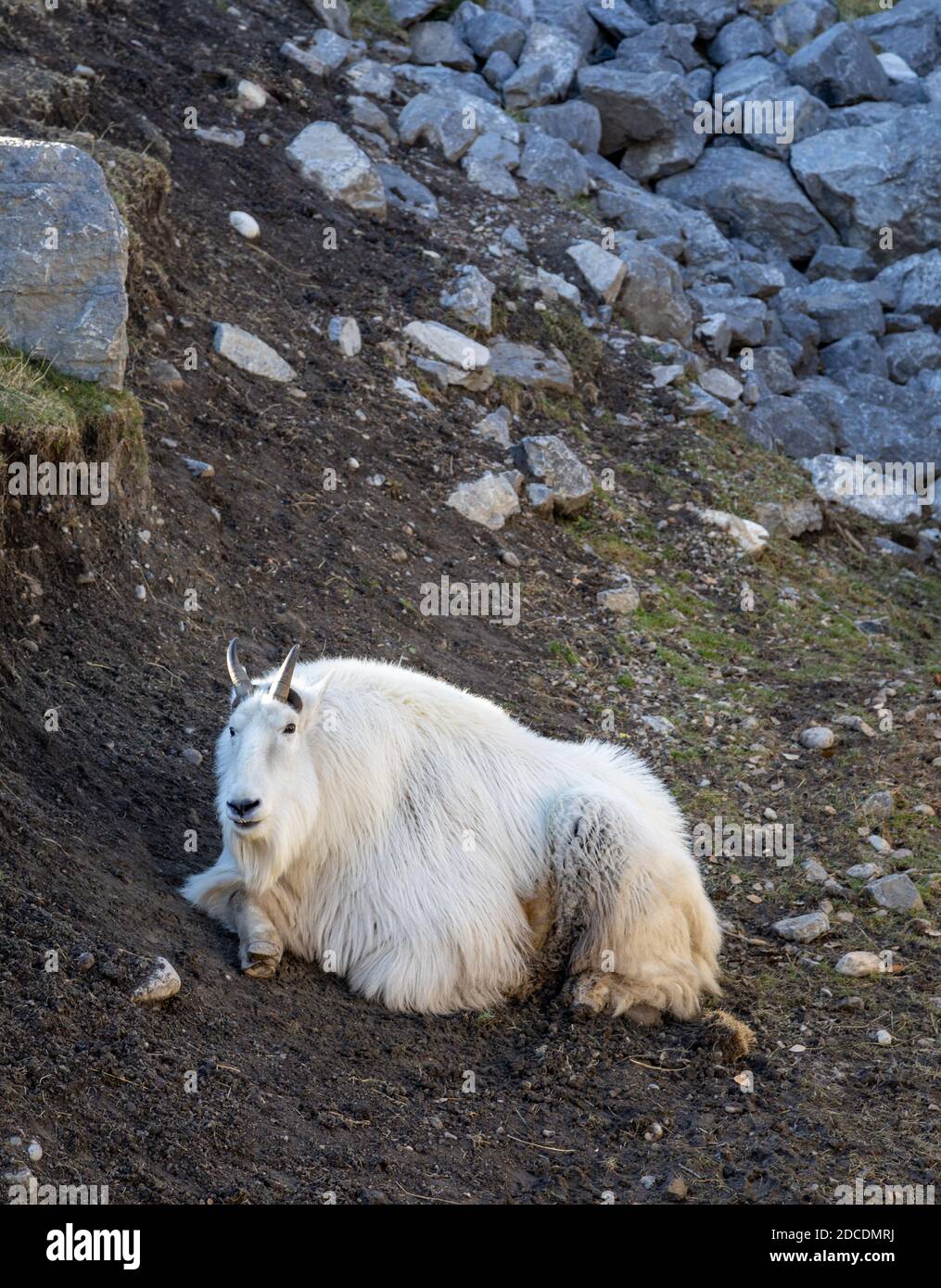 The mountain goat, also known as the Rocky Mountain goat, is a hoofed ...