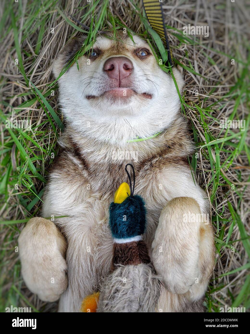 Happy puppy on back hi-res stock photography and images - Alamy