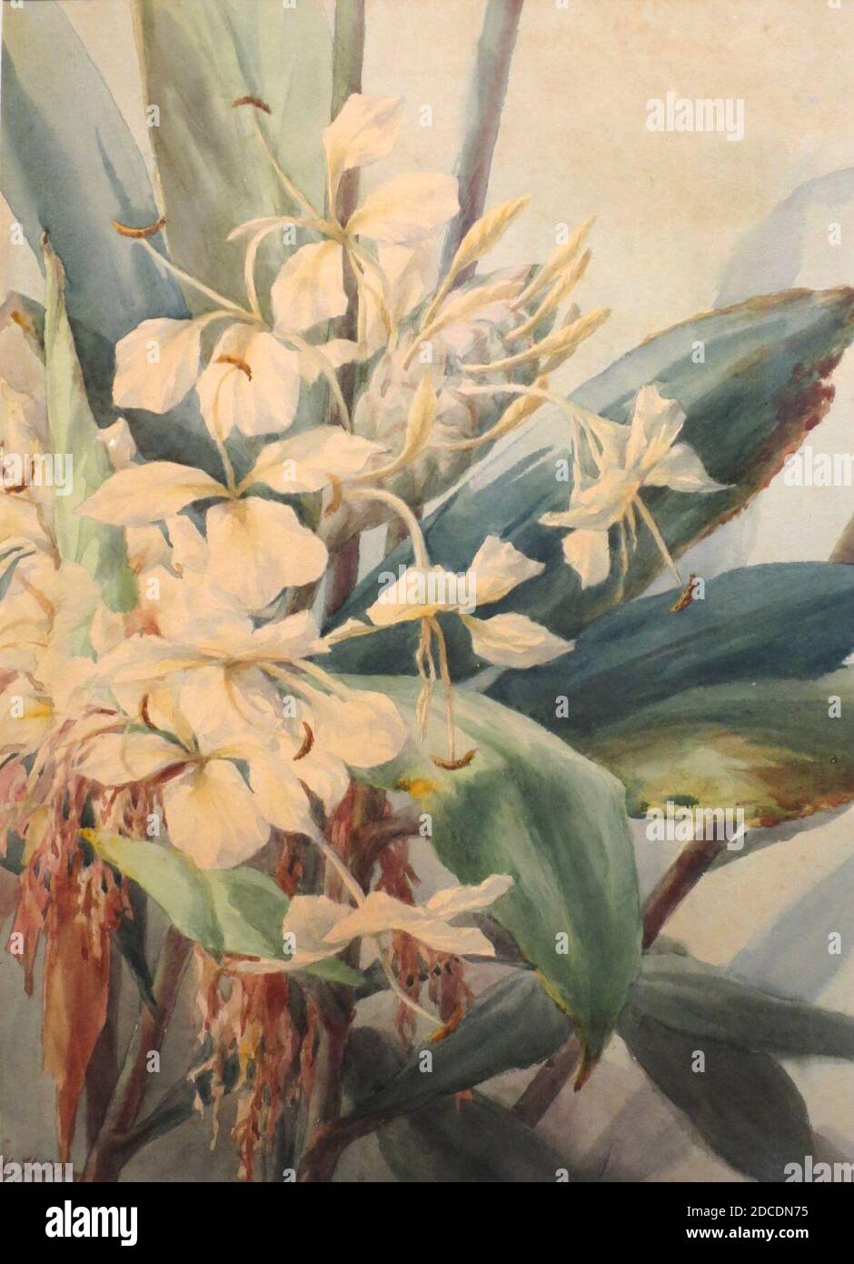 Helen Whitney Kelley - Yellow Ginger, c. 1906, HMA 19916 Stock Photo ...