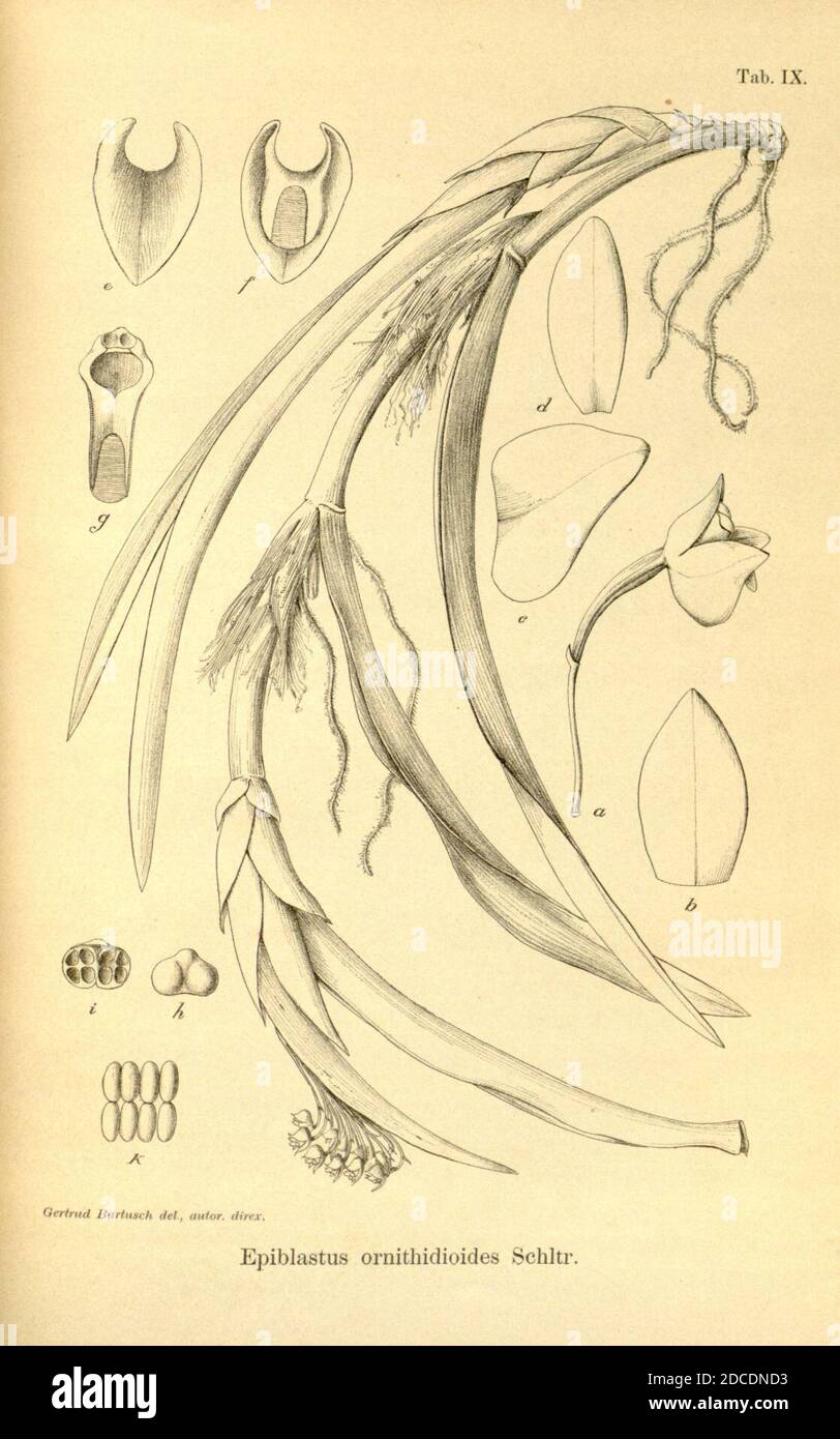 Karl Moritz Schumann & Karl Lauterbach - Nachträge zur Flora der ...