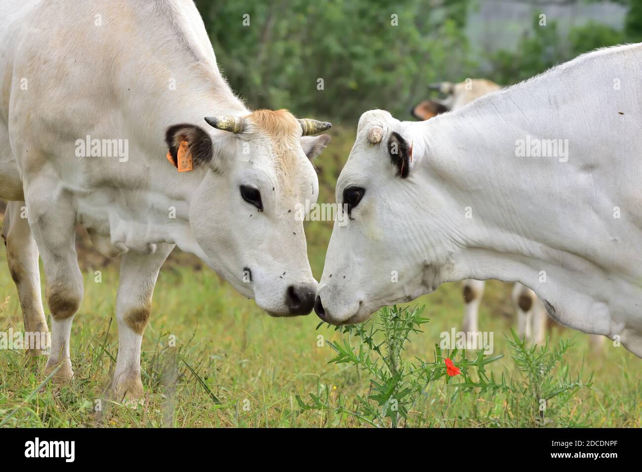 Piedmontese Cows High Resolution Stock Photography and Images - Alamy