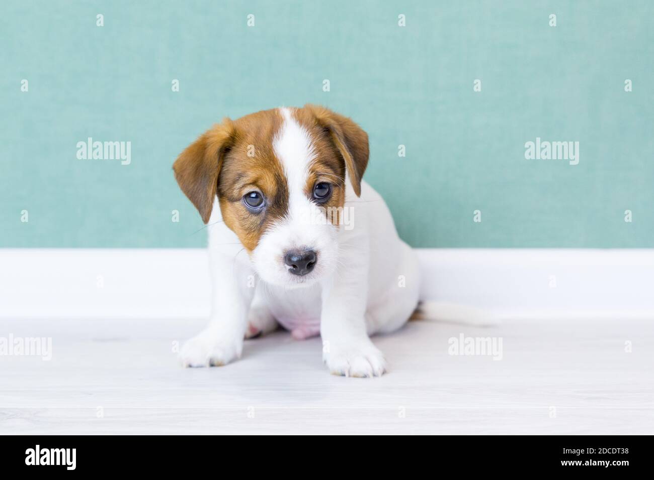 A beautiful Jack Russell Terrier puppy with brown ears sits and looks ...
